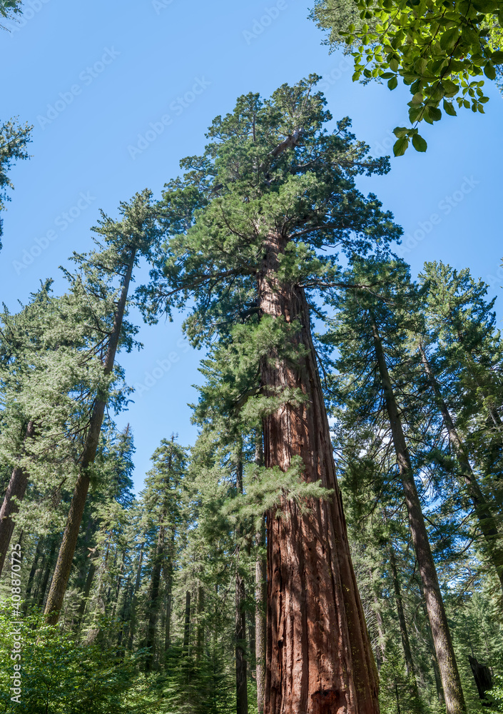 Giant Sequoia (Sequoiadendron giganteum) in Tuolumne Grove of Giant Sequoias, Yosemite National ...