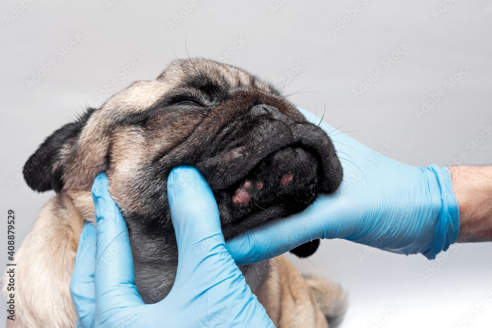 Veterinary doctor in medical gloves examines the dog head wounds. pug ...
