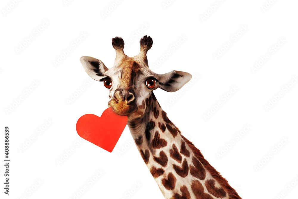 Giraffe holding red heart card in the mouse love valentine concept ...