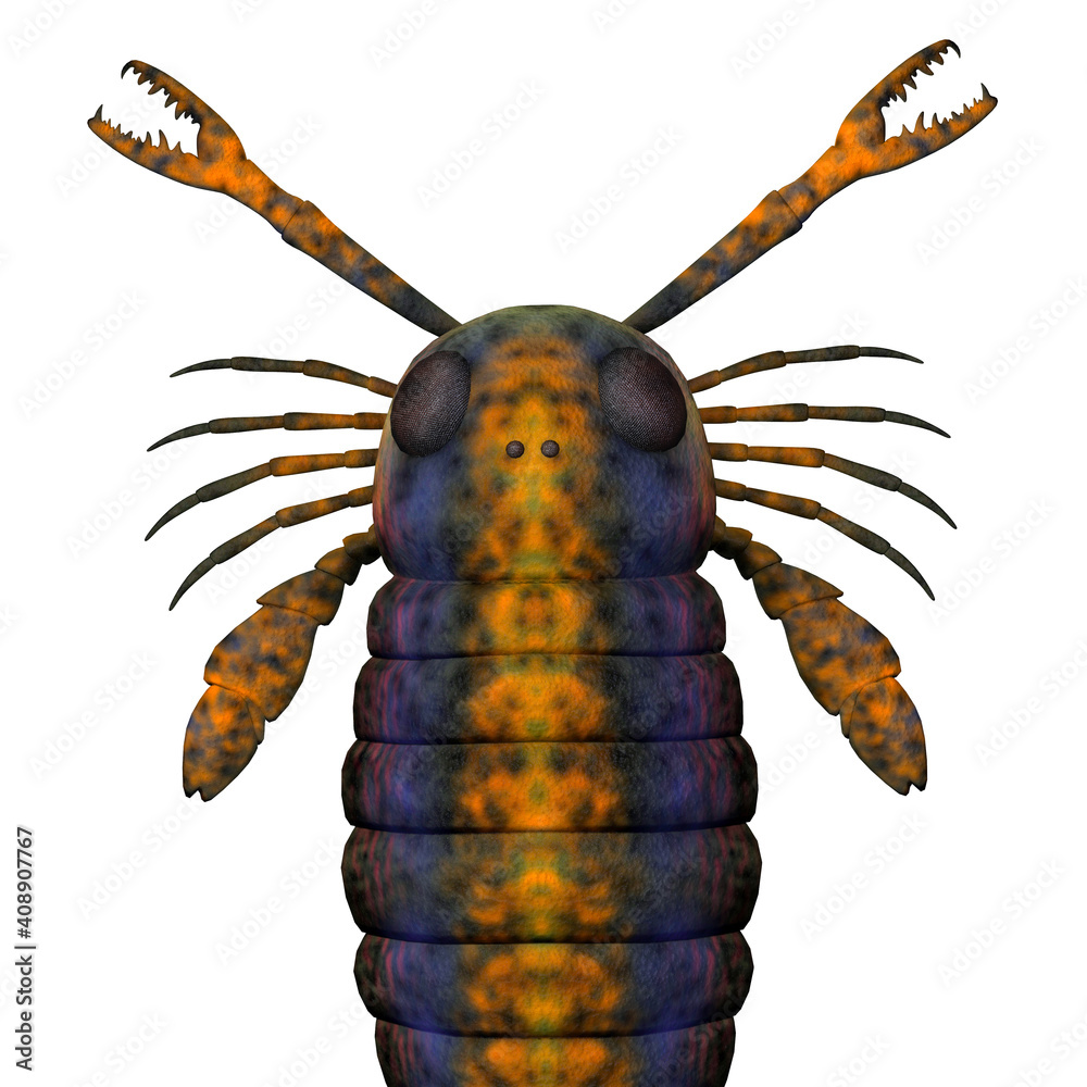 Pterygotus Scorpion Head - Pterygotus sea scorpion was a carnivorous ...