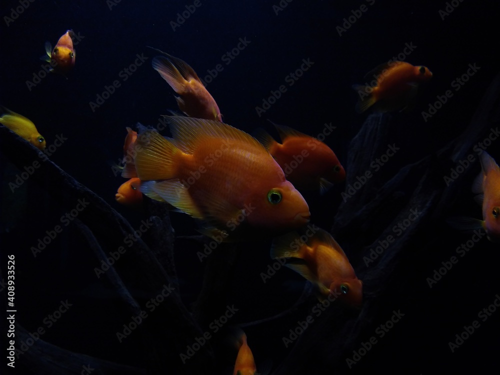 Blood-red Parrot Cichlid in an aquarium Stock Photo | Adobe Stock