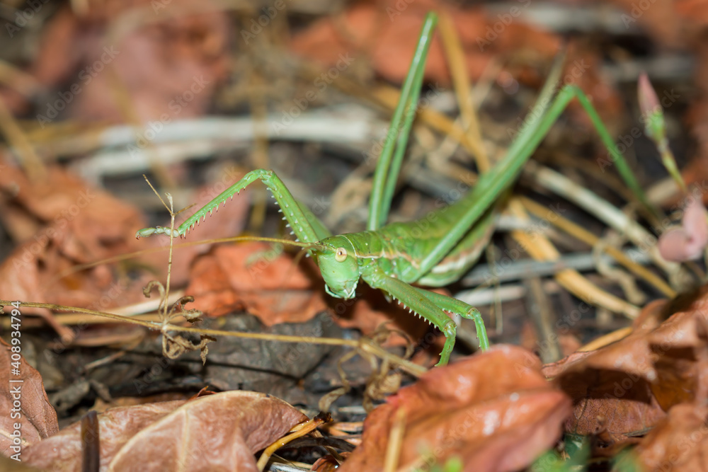 Foto de The predatory bush-cricket (lat. Saga pedo), of the family ...
