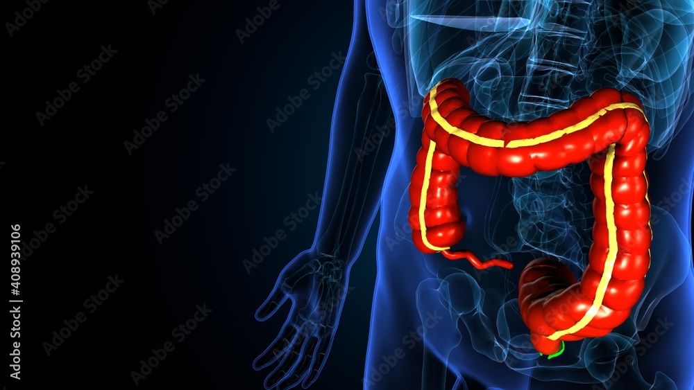 Large Intestine 3D Illustration Human Digestive System Anatomy Stock ...