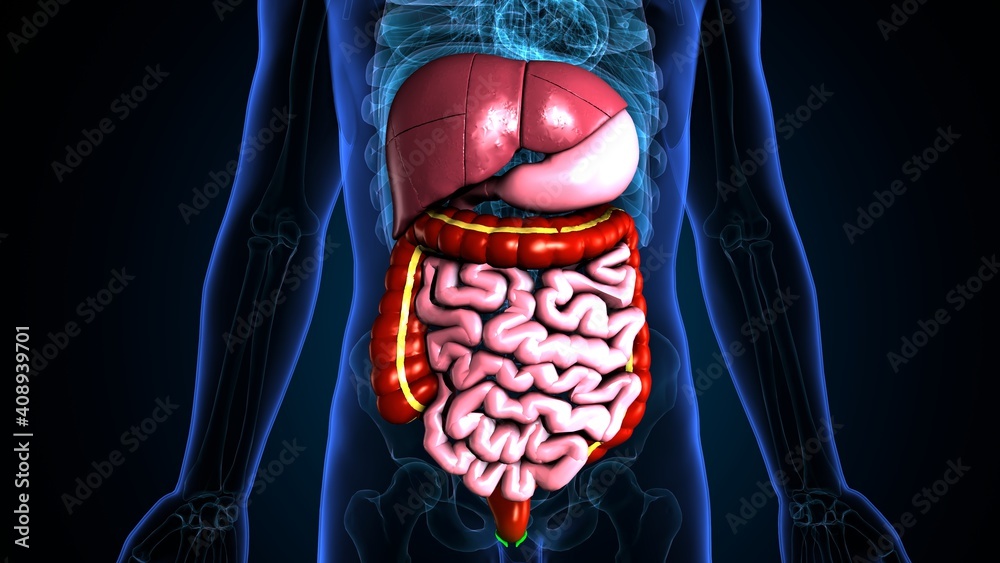 Human Digestive System Anatomy . 3d illustration Stock Illustration ...