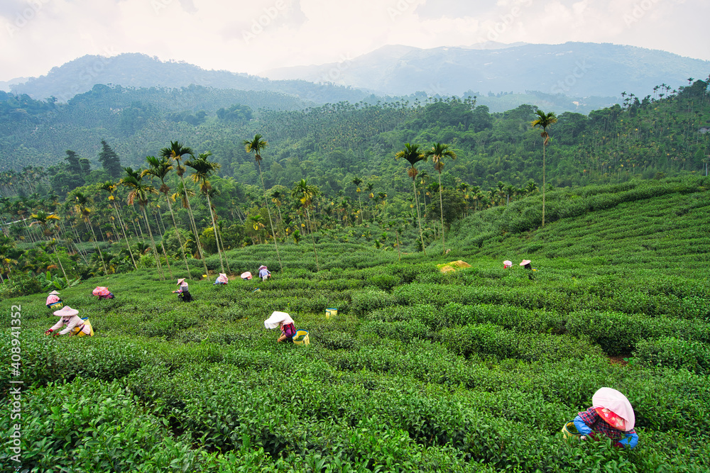 Tea farmers harvest tea leaves. Tea, bamboo, betel nut tree, Cattle ...