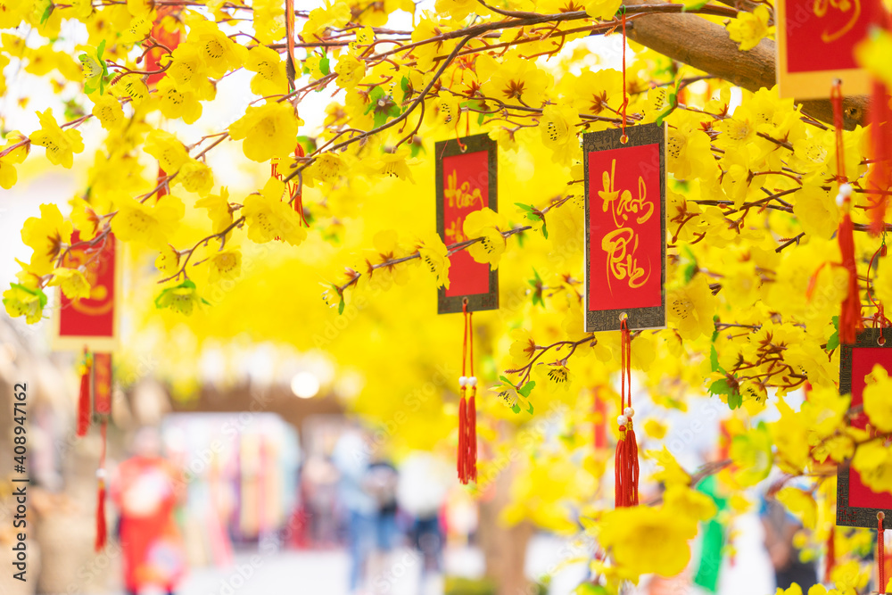 Ochna integerrima (Hoa Mai) tree with lucky money. Traditional culture ...