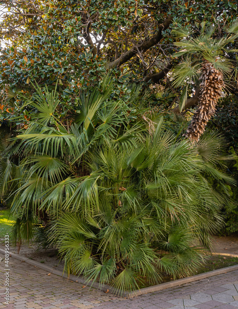 Beautiful multi-stemmed palm Chamaerops humilis, European fan or ...