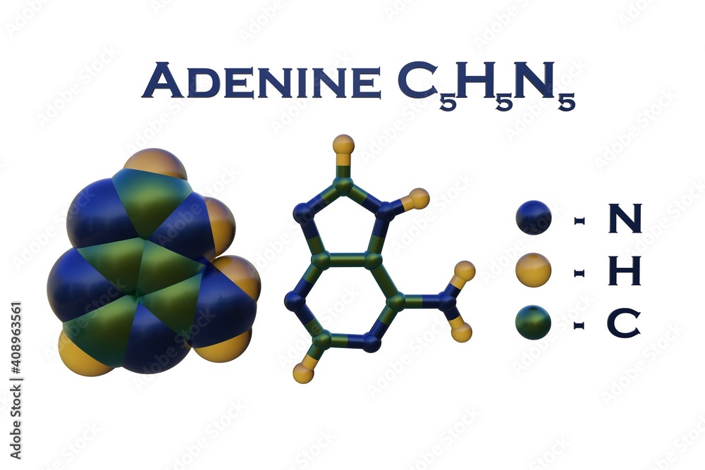 Structural chemical formula and molecular model of adenine, a purine ...