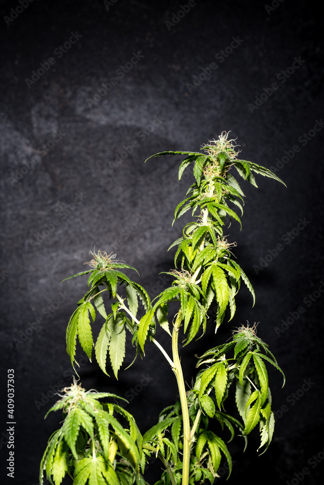 Cannabis plant. Dark and moody marijuana cannabis plant. Grungy looking ...