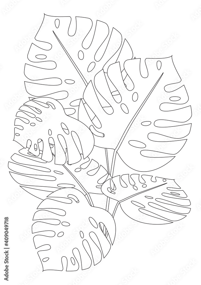 Monstera plant isolated, A4 coloring page for adults, colorless vector ...