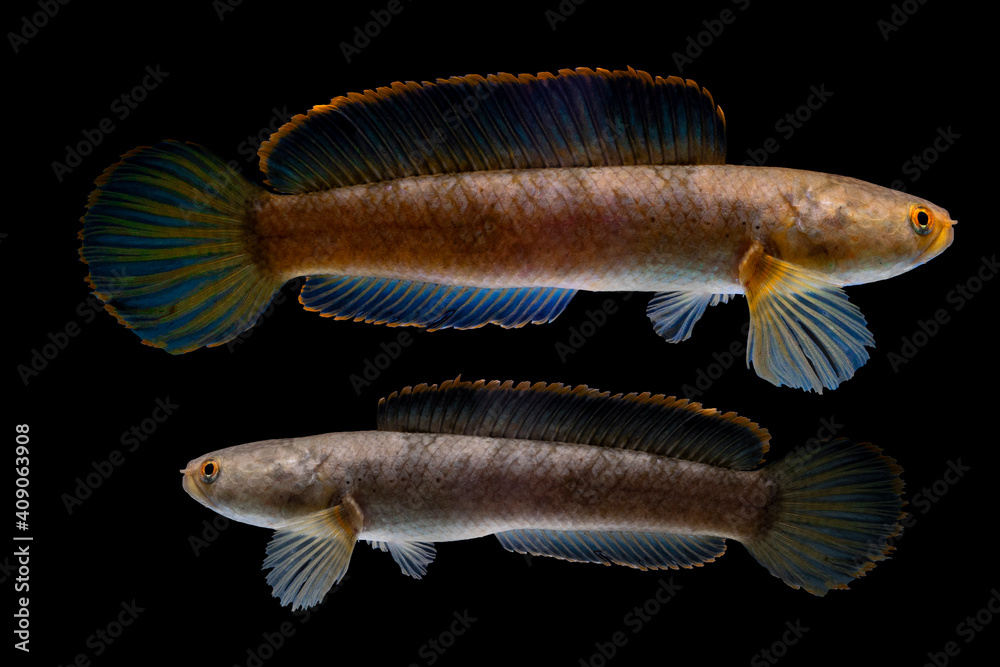 Male and Female Snakehead Channa fish . Alive snake fish isolated on ...