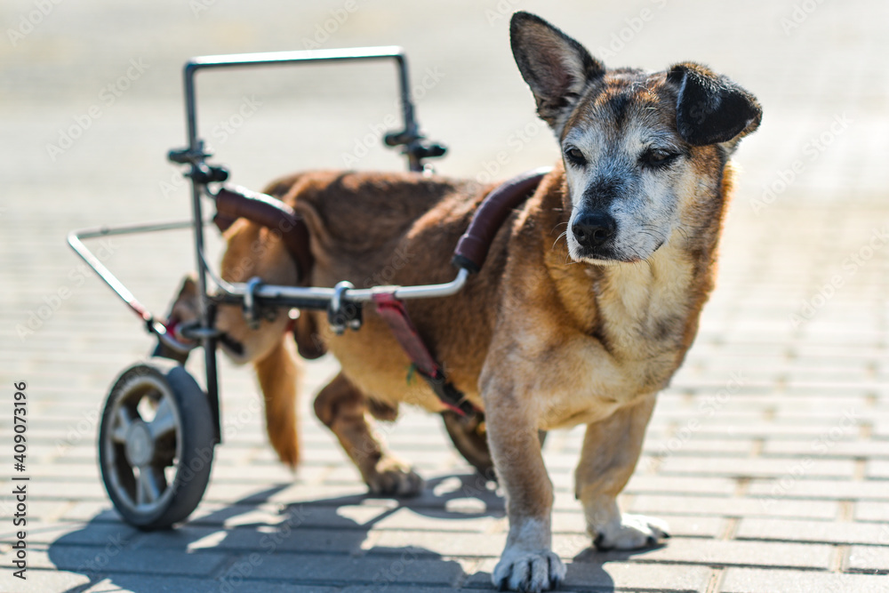 Disabled dog in a wheelchair. Disabled dog in a wheelchair. Stock Photo ...