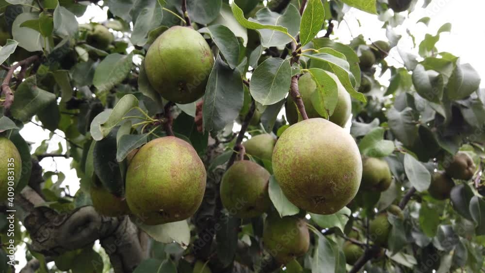 Close up of pears in pear tree orchard located in France these are ...