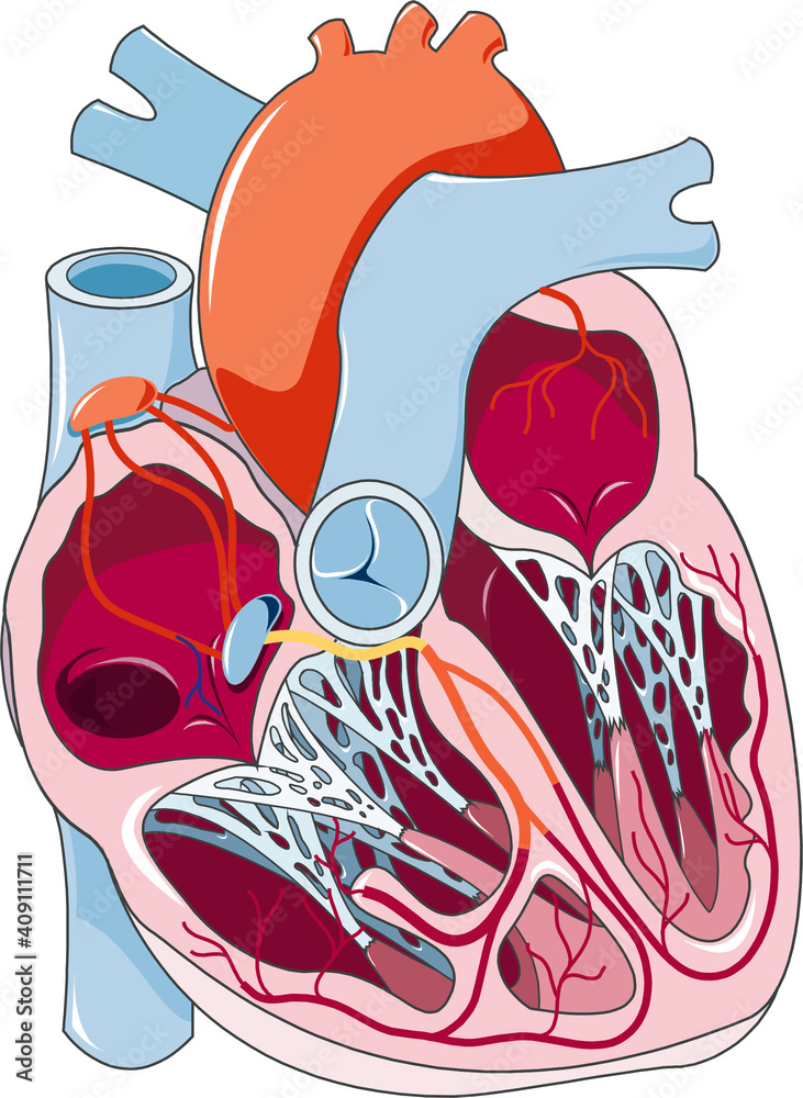 Cross-section of human heart anatomy showing the blood circulatory ...