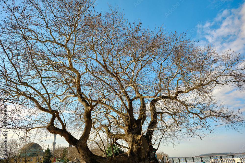 Huge and very old plane tree (planatus orientalis) ages of 747 years in ...