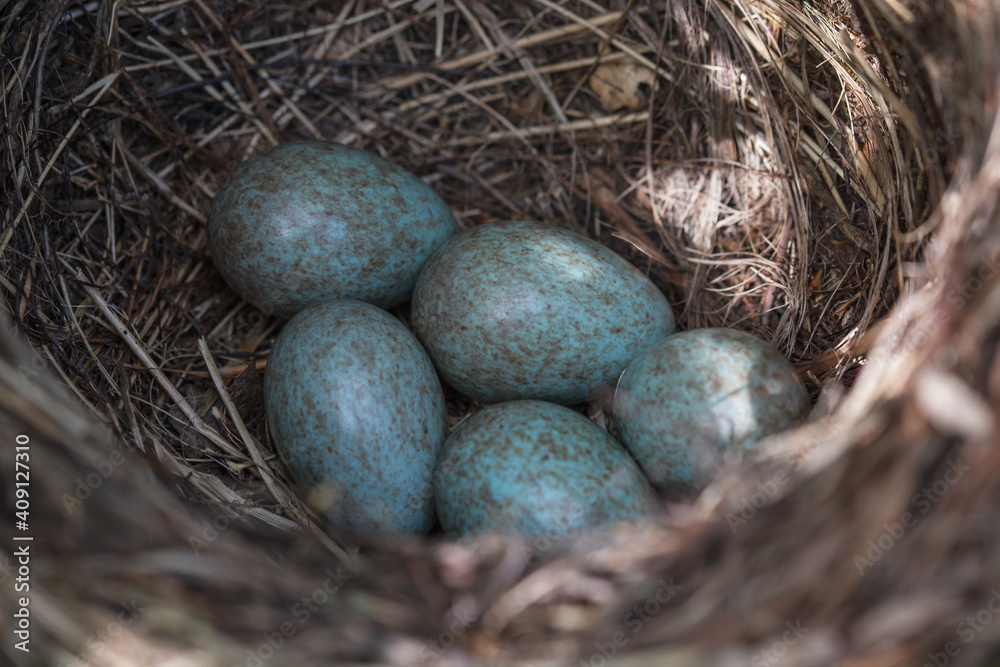 Bird Eggs In Nest Stock Photo | Adobe Stock