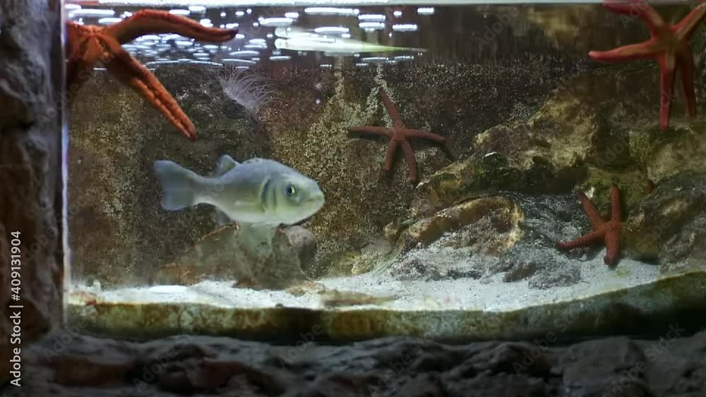 Hydrobiological Station of Rhodes-Aquarium the Aquarium houses the ...