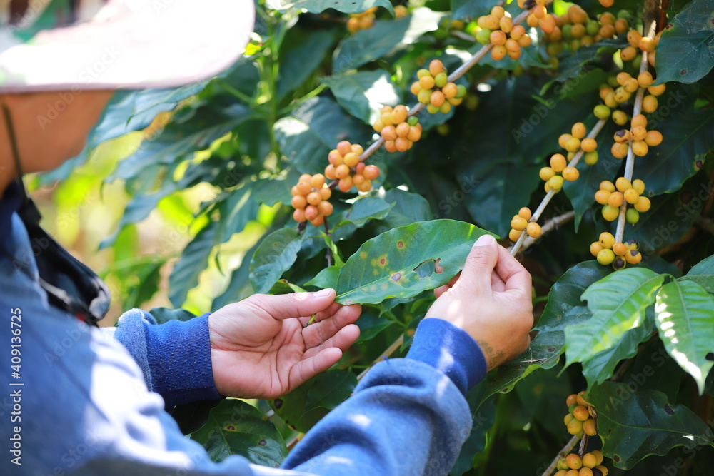 Plant disease of coffee leaf in farm with Researcher.coffee plantation ...