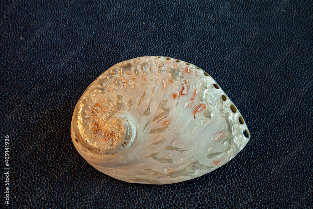 Pearl white abalone shell Haliotis asinina Stock Photo | Adobe Stock