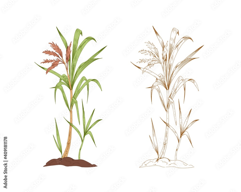Colored sugarcane and outlined sketch of sugar cane. Two branches of ...