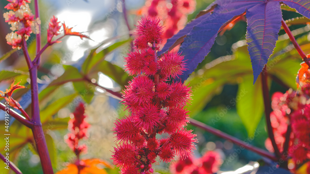 Miracle tree rizinus ricinus communis fruit flower blossom plant ...