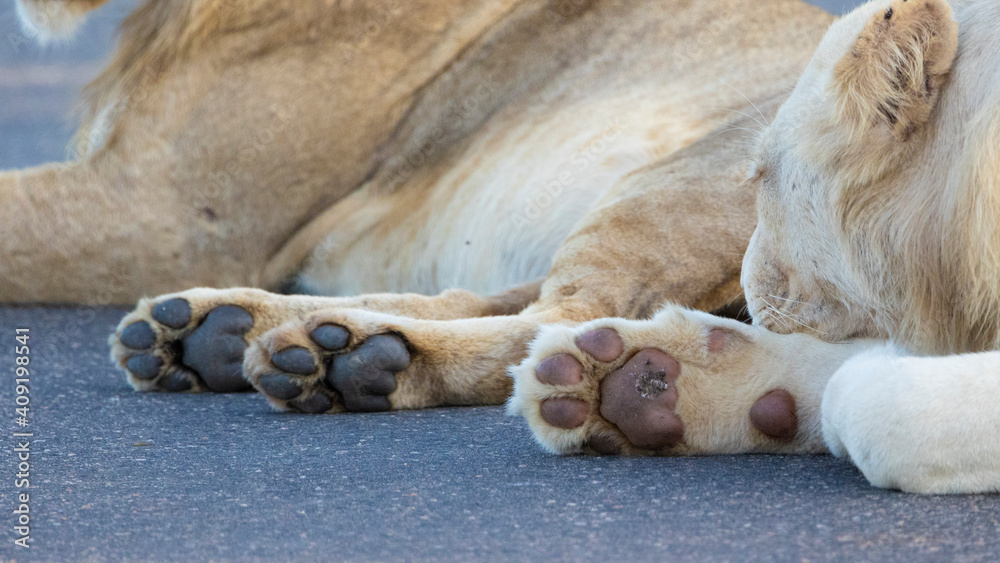 lion paws- white lion vs normal lion Stock Photo | Adobe Stock