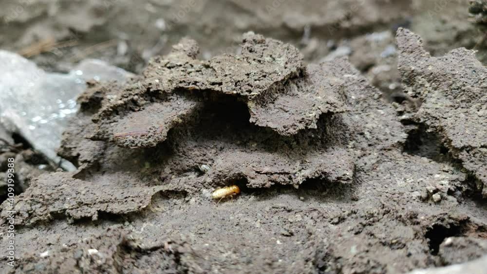 White Termites are eusocial insects that are classified at the ...