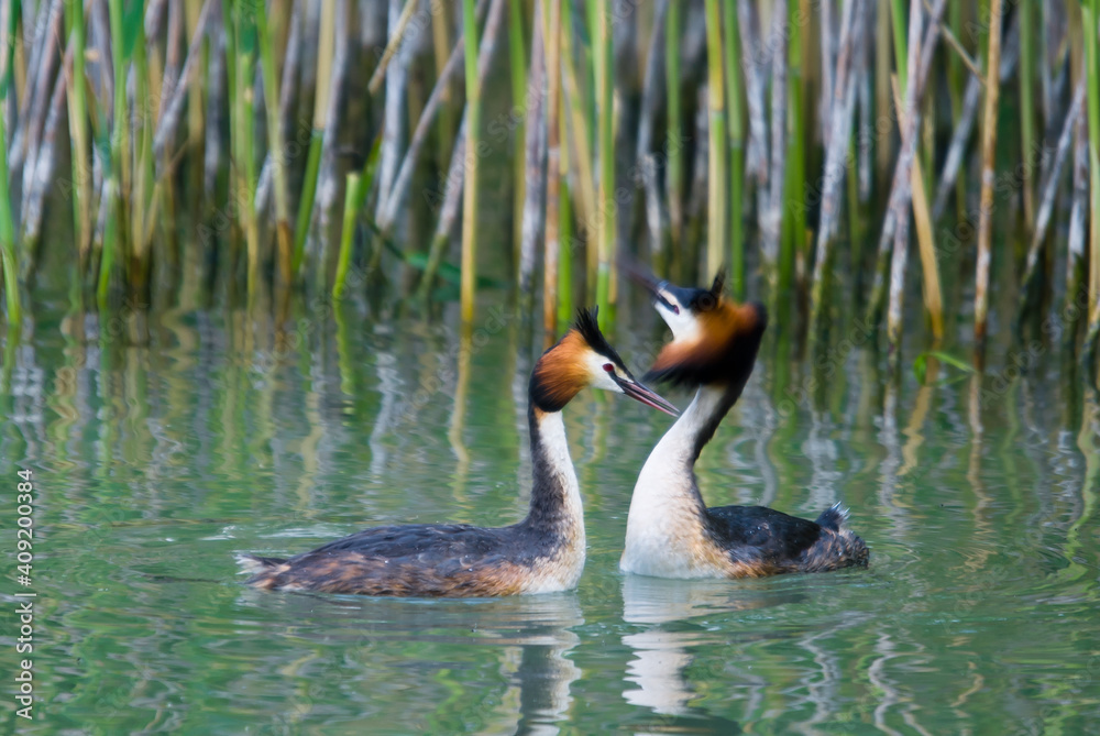 Foto de Great Crested Grebe - Podiceps cristatus, beautiful popular ...