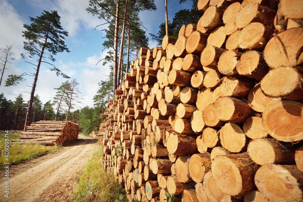 Freshly made firewood in the evergreen forest, pine tree logs close-up ...