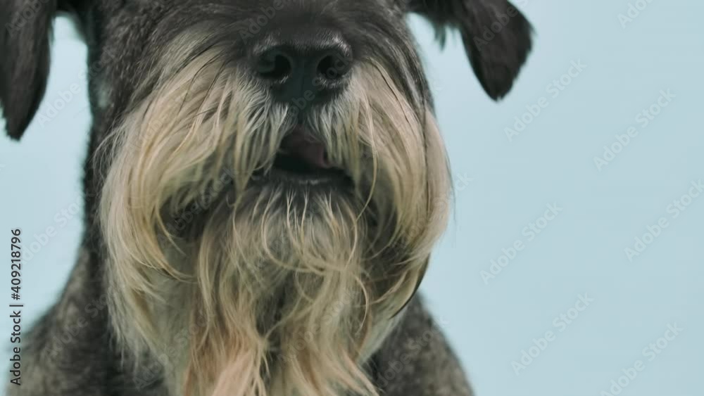 Mittelschnauzer in the studio on a bluish background. Close up of a ...