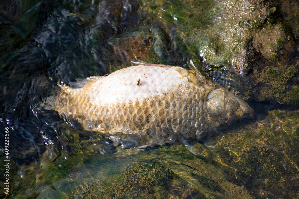 Dead fish in the river because water pollution. Stock Photo | Adobe Stock