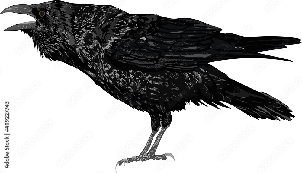 Realistic vector raven - Vector isolated Stock Vector | Adobe Stock