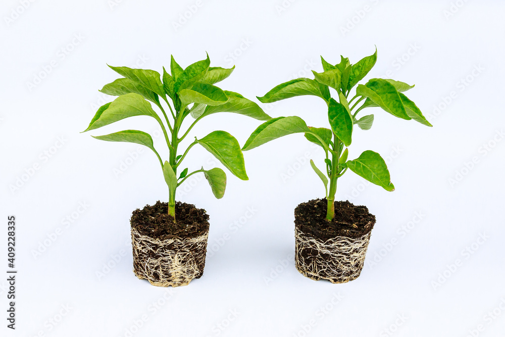 Bell pepper seedling with a well-developed root system on a white ...