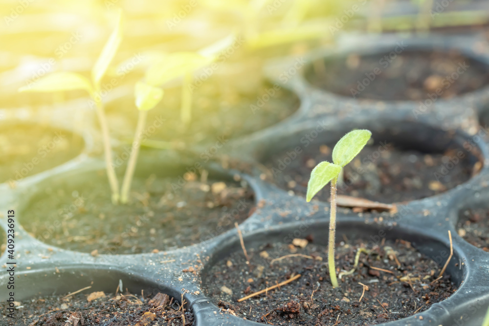 Small tree sapling plants.Young plant in the morning light grow ...