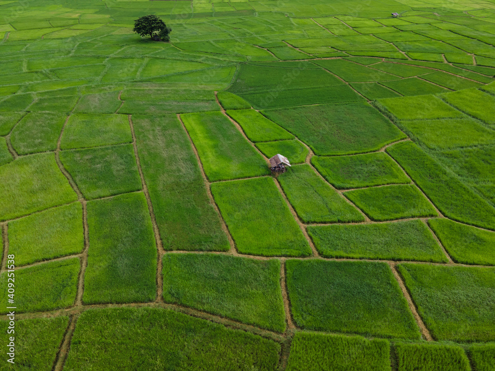 Top view of green terraced rice field with small hut upcountry of ...