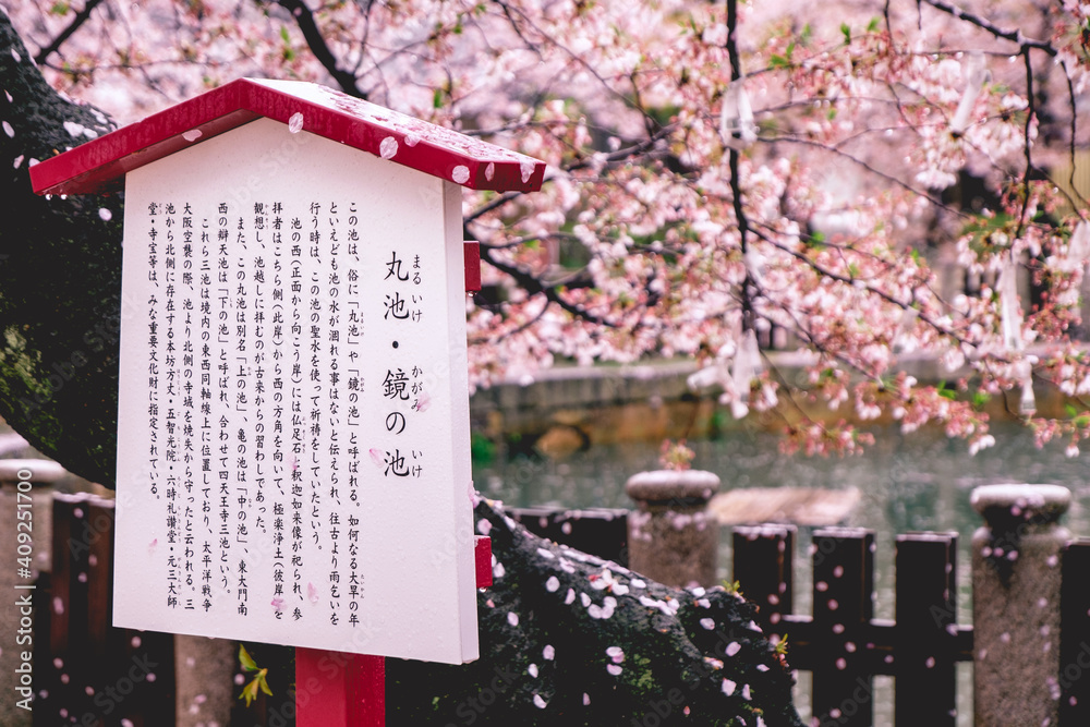 Sign with japanese kanjis, water pond and sakura (cherry) flowers with ...