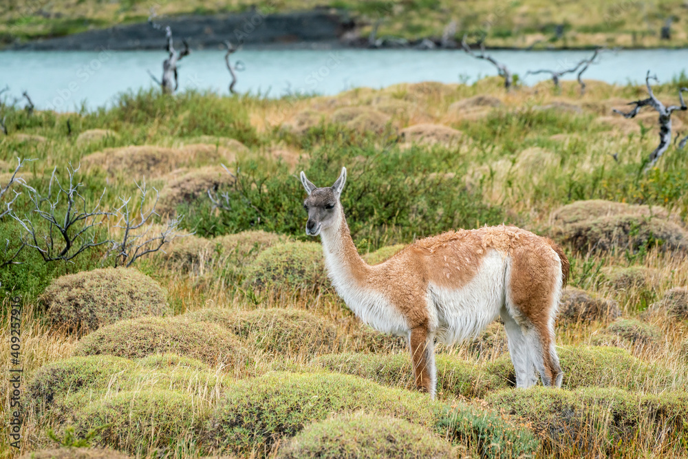 Guanaco, Torres del Paine National Park, Magallanes Region, Patagonia ...