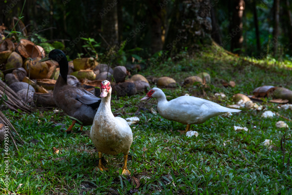 Cute duck bird near farm house. White duck with red beak. Rural scene ...