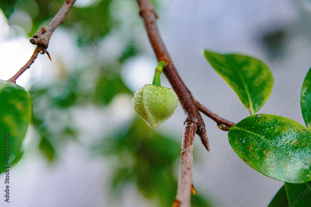 green soursop fruit buds that are still on the tree. Annona muricata ...