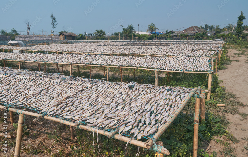 Sun drying of processed Indian mackerel fish (Rastrelliger kanagurta) at a dry fish factory in ...