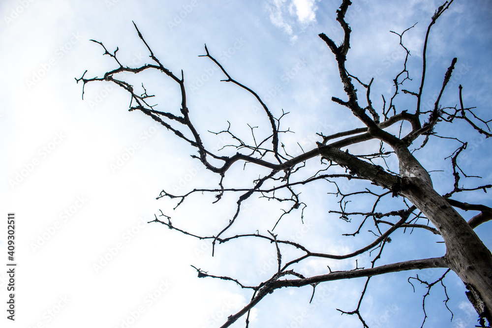 Ramas de Arbol sin hojas con cielo claro nublado Stock Photo | Adobe Stock