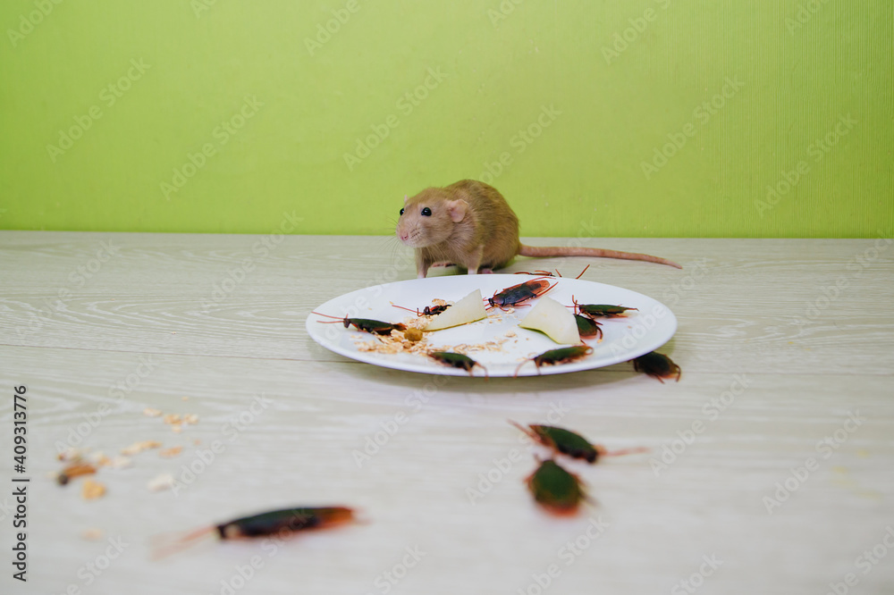 Unsanitary conditions. A mess in the kitchen. Cockroaches and a rat in ...