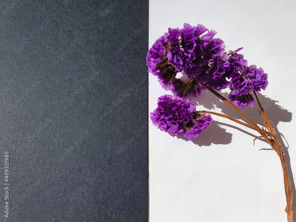 Beautiful violet dried flowers flay lay composition on black and white ...