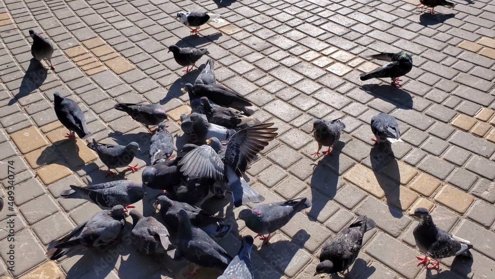 Flock of birds feed and peck food at city street pavement. Grey pigeons ...