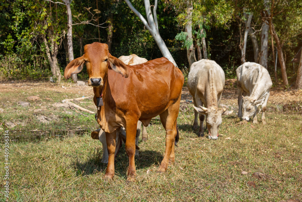 Close up portrait of cow in farm background. Cows standing on the ...
