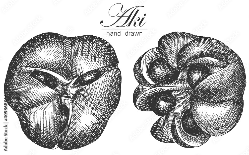 drawing of aki fruit. vector illustration in hand drawn style. aki ...