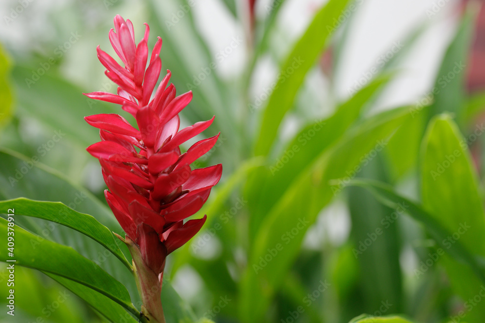 Red Ginger (Zingiber officinale Roscoe Scientific name:), flowering red ...