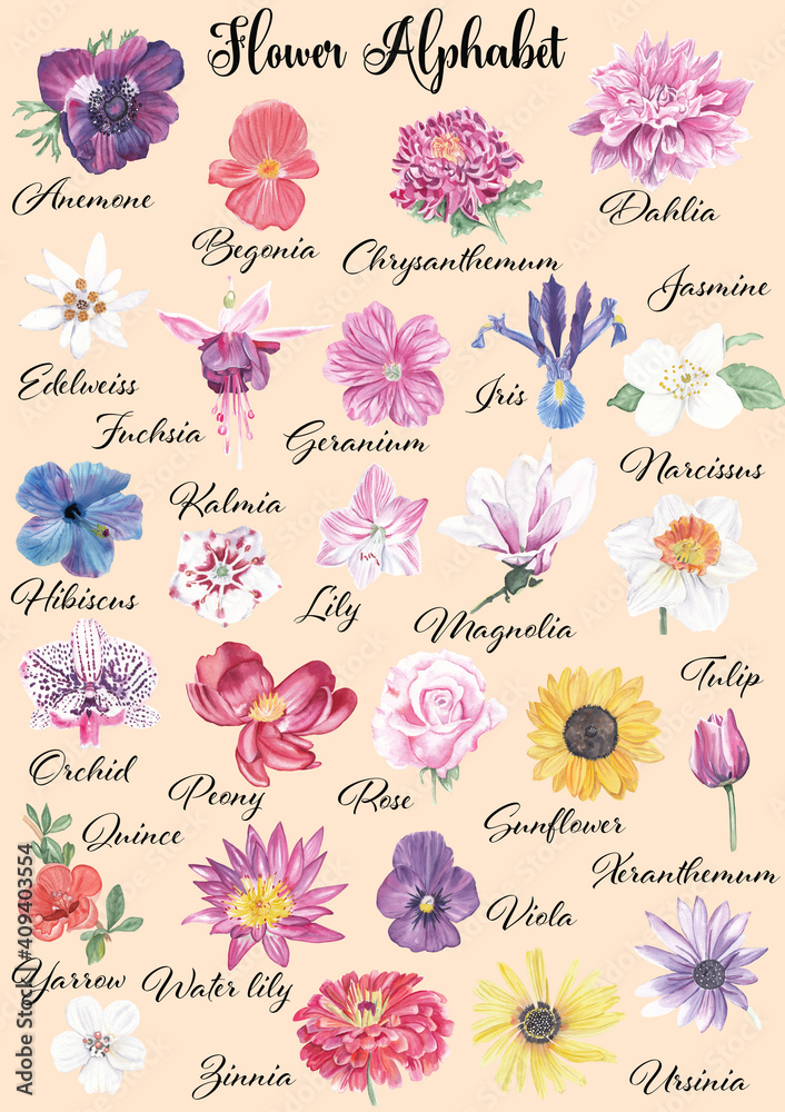 Watercolor flowers alphabet Flower for each letter of english language ...