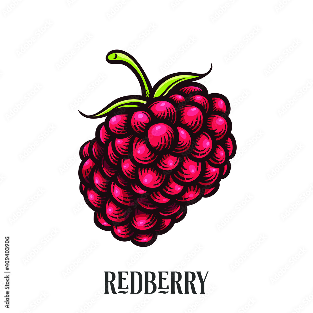 Redberry or Raspberry vector illustration for Logo and Packaging ...