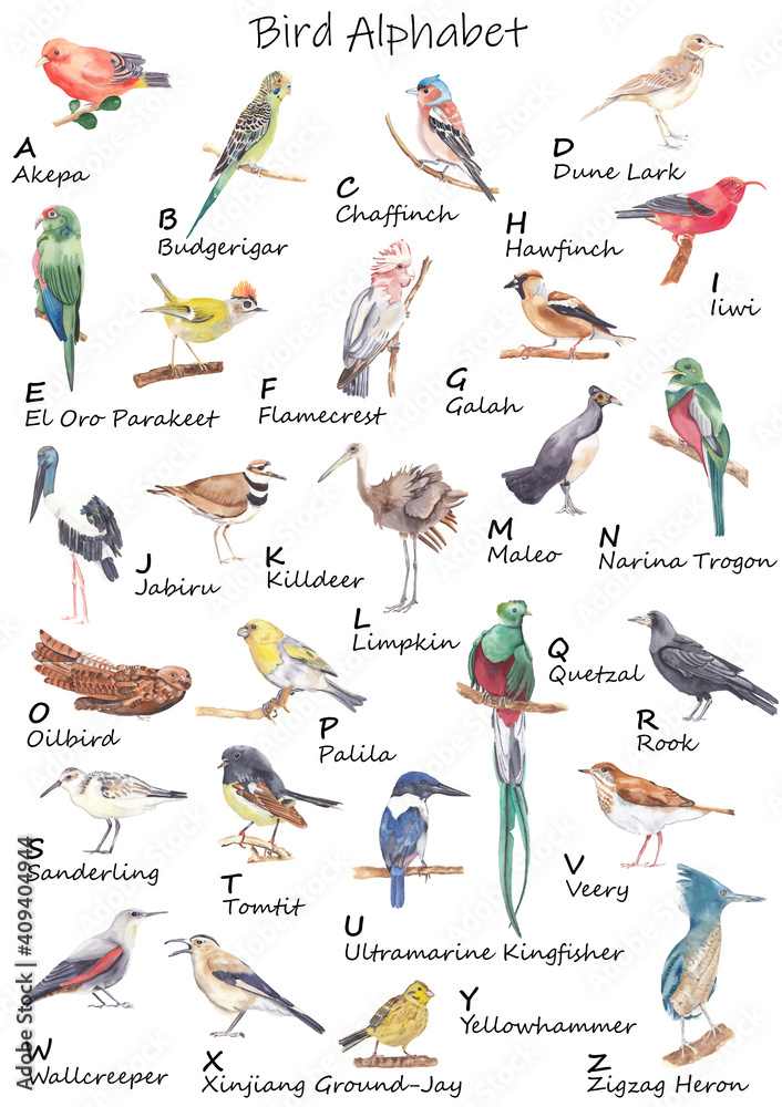 Watercolor bird alphabet Hand drawn bird for each letter of English ...